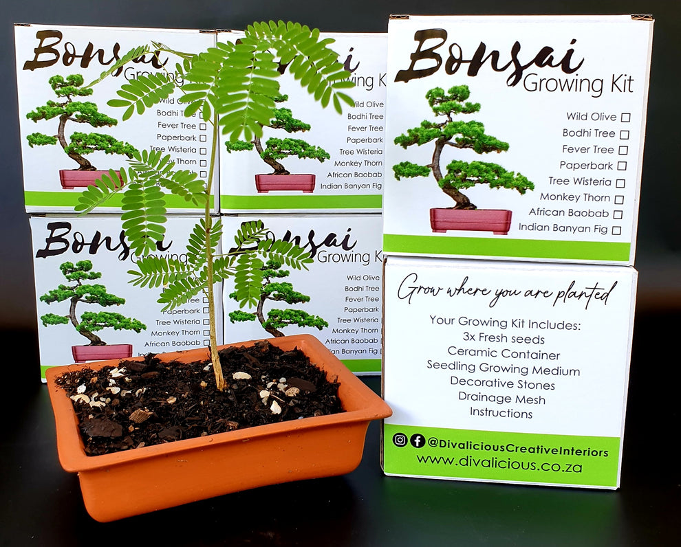 Bonsai Growing Kit - Indian Banyan Fig – Bonsai Growing Kits
