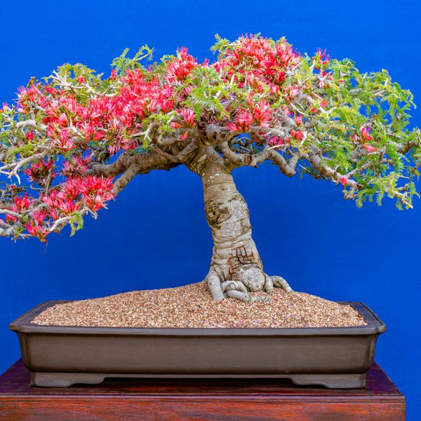 Bonsai Growing Kit - Weeping Boer-Bean – Bonsai Growing Kits